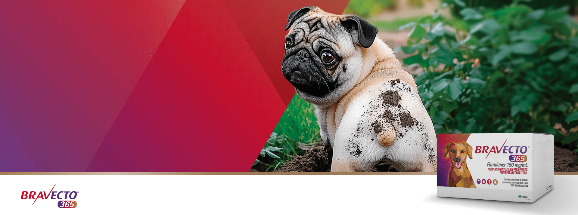 Bravecto - Soluciones efectivas contra pulgas y garrapatas