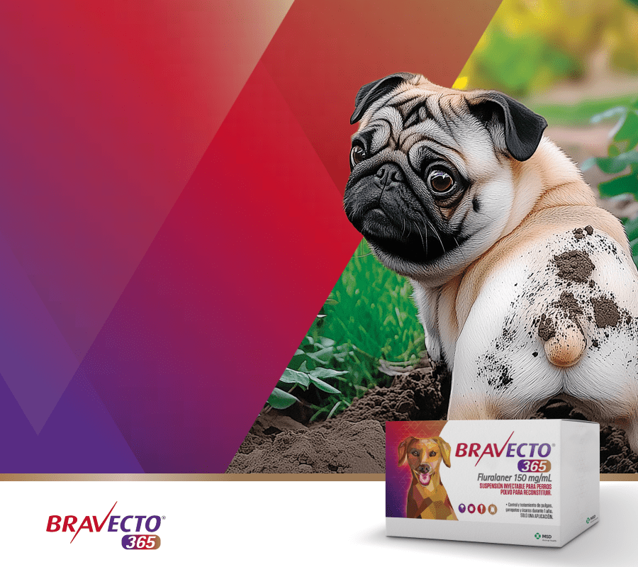 Bravecto - Soluciones efectivas contra pulgas y garrapatas